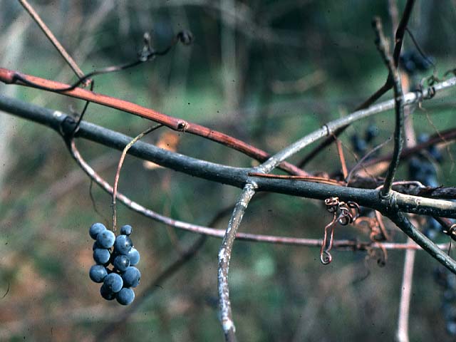 Vitis spp.